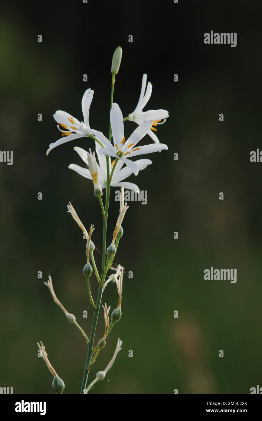 Branchless grass lily hi-res stock photography and images - Alamy