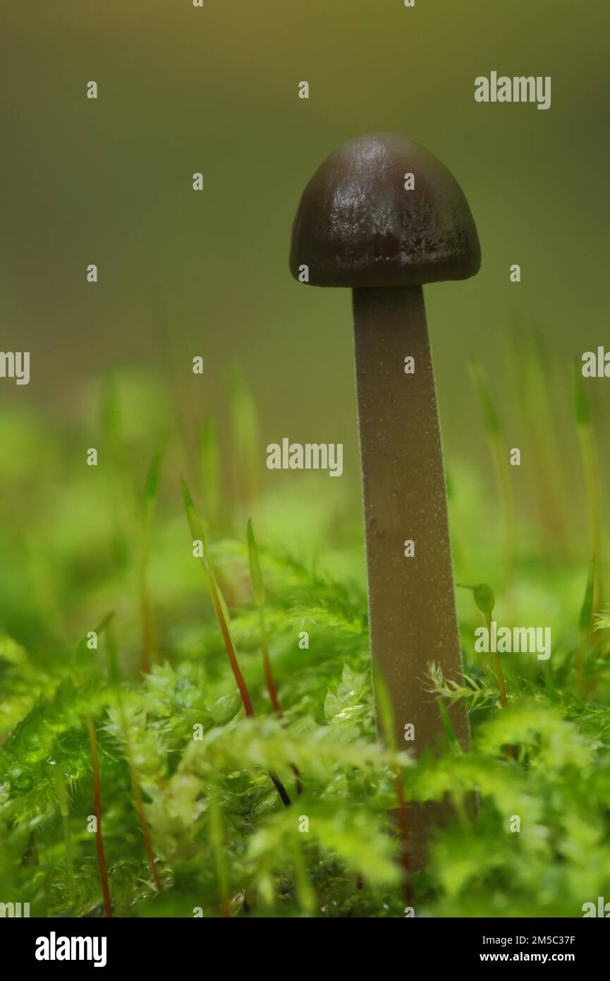 Young long-stalked garlic swallow, young, small, moss, string-stalked ...