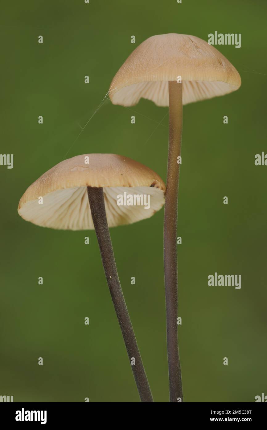 Long-stemmed garlic swallow, two, stem, long, thin, Stringy-stemmed ...