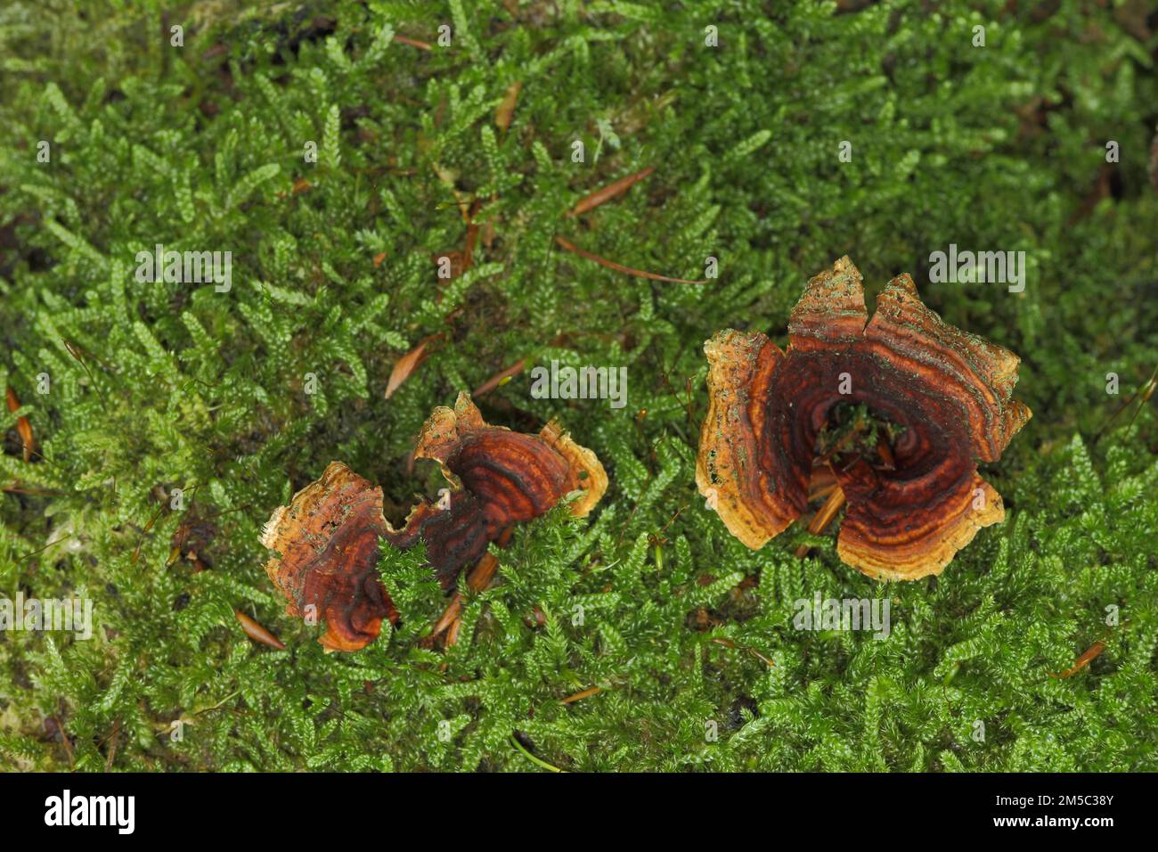 Benzoin bracket (Ischnoderma benzoinum), young, moss, two, Bremthal ...