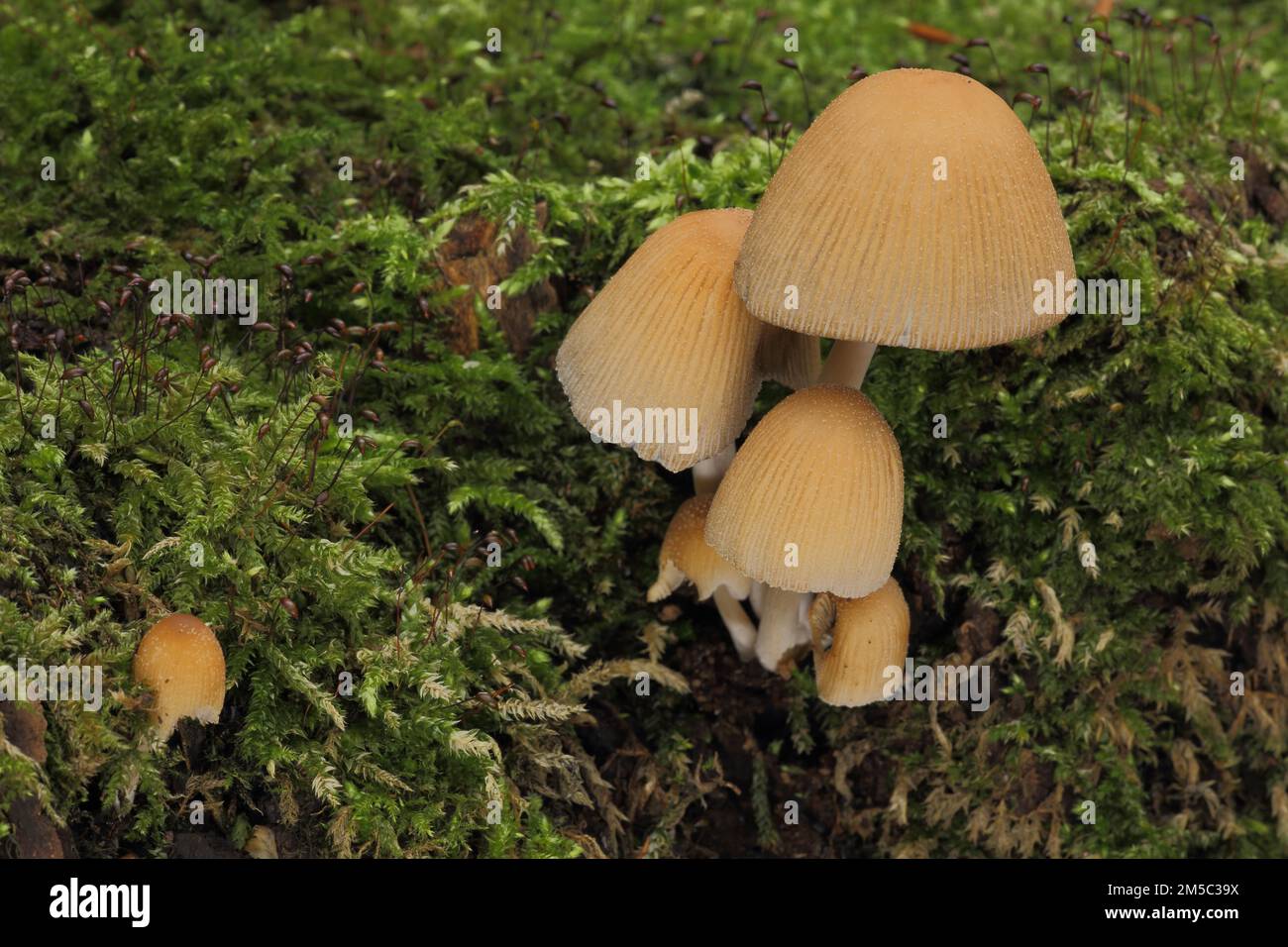 Mica Cap Coprinus Micaceus Large Small Group Moss Eppstein Taunus Hesse Germany Stock