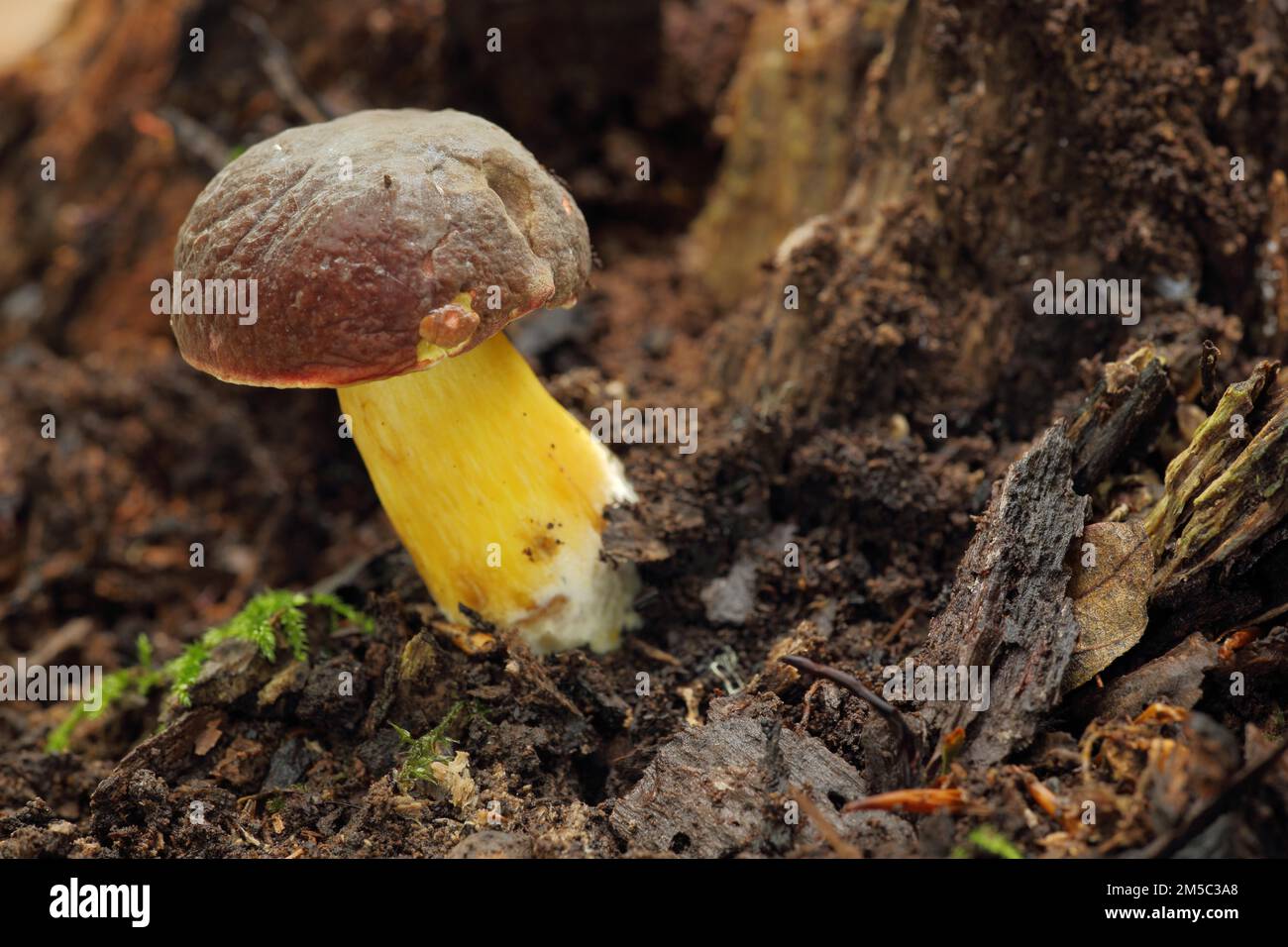 King bolete (Boletus regius), Bremthal, Eppstein, Taunus, Hesse ...