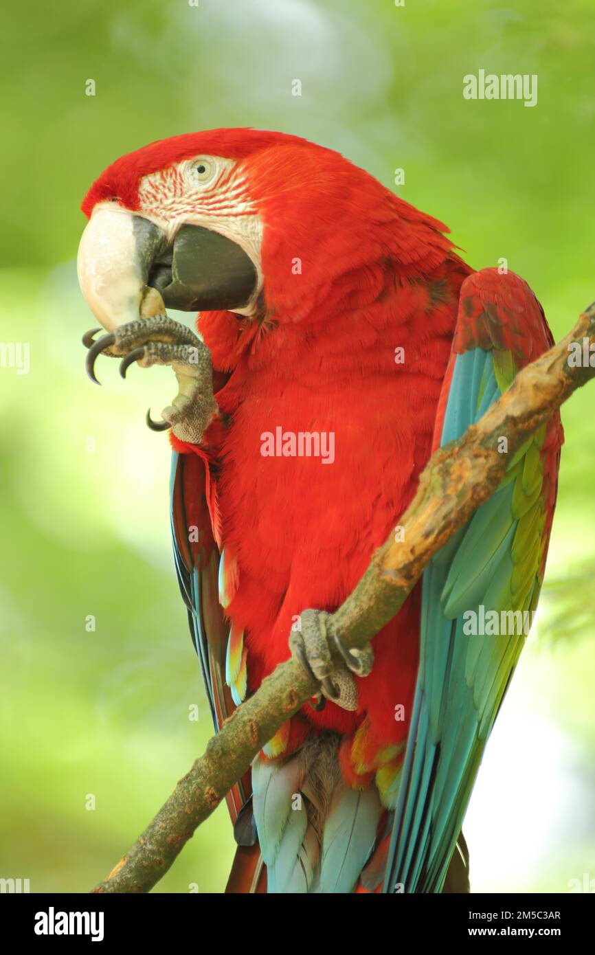 Portrait of red-and-green macaw (Ara chloropterus), claws, leg, beak ...