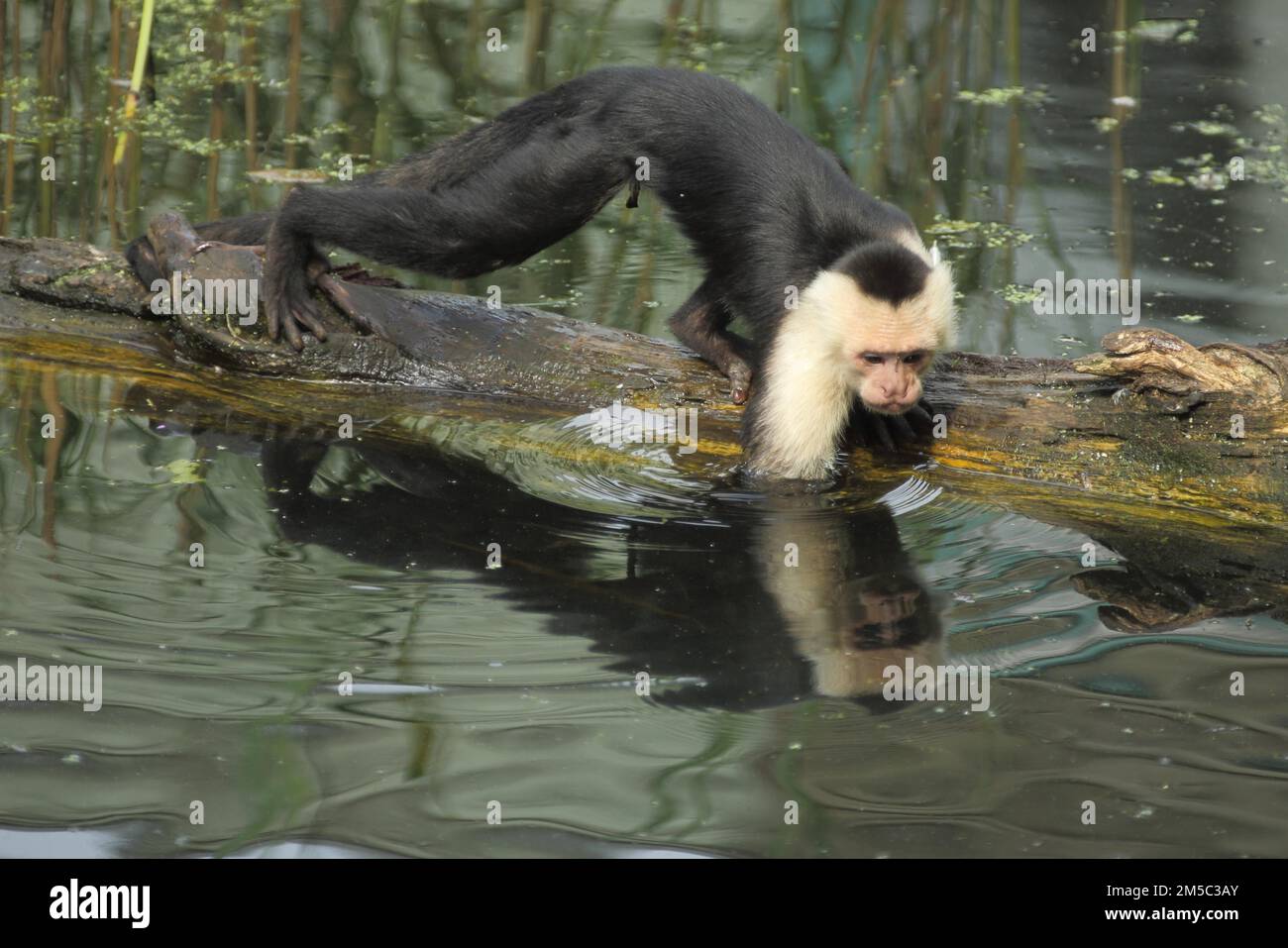 White-headed capuchin (Cebus capucinus), arm, in, under, water ...