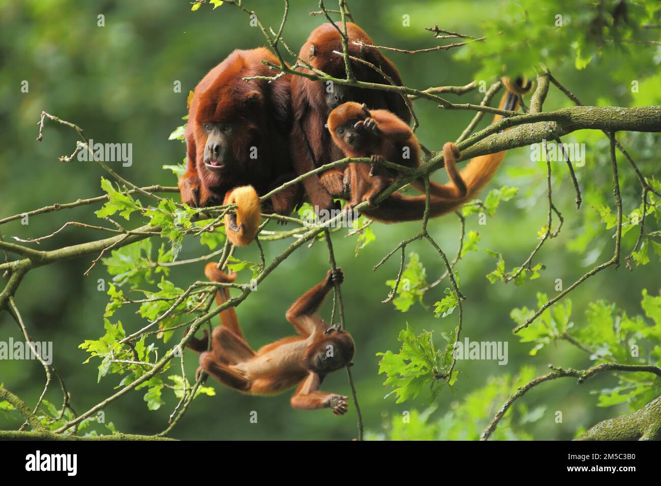 Venezuelan red howler (Alouatta seniculus), four, adult, family ...