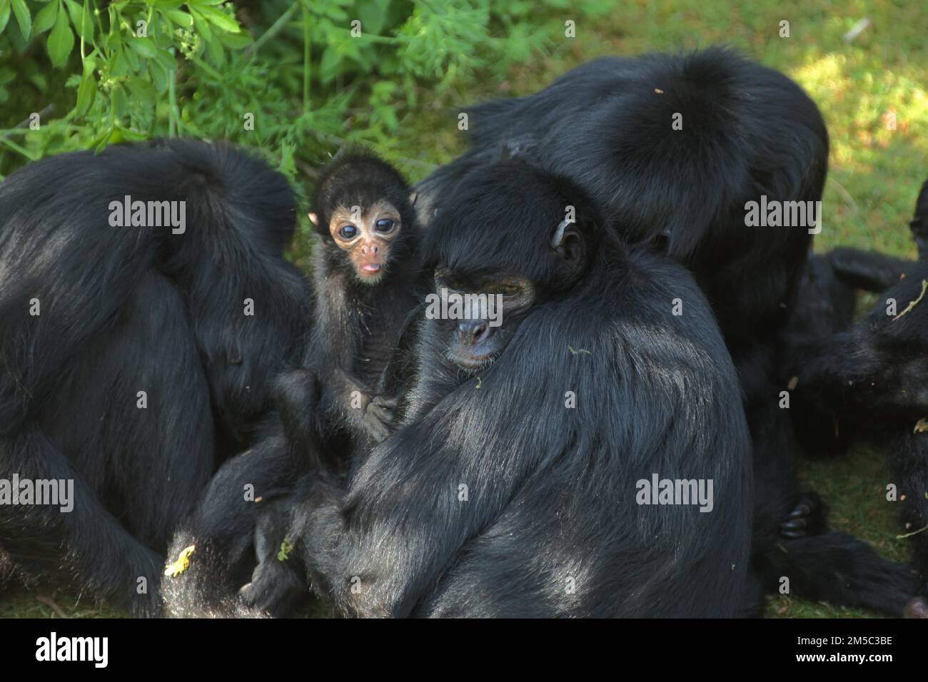Colombia colombian spider monkeys (Ateles fusciceps robustus), Ateles ...