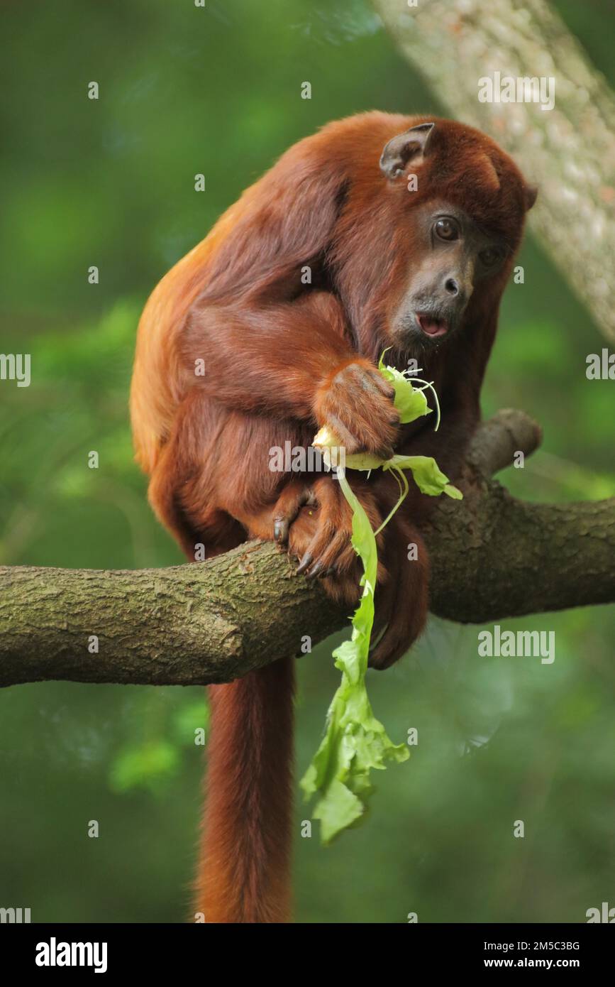 Venezuelan red howler (Alouatta seniculus), food, eat, mouth, open ...