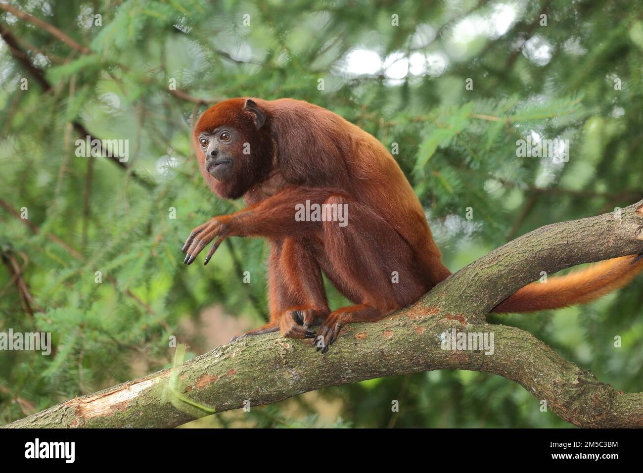 Venezuelan red howler (Alouatta seniculus), adult, captive Stock Photo ...