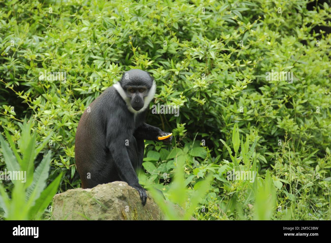Catarrhine monkey hi-res stock photography and images - Alamy