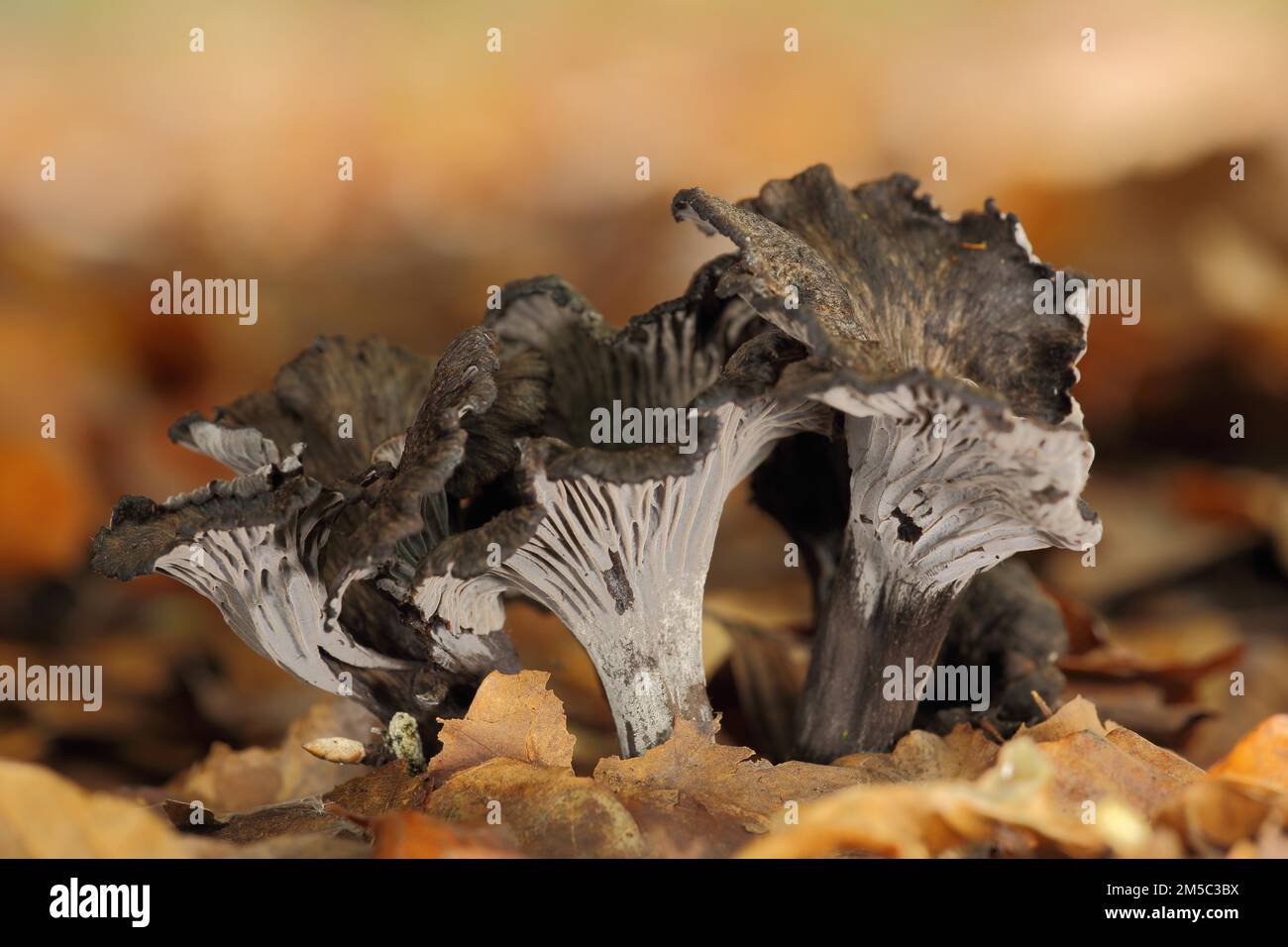 Inguinal fungi hi-res stock photography and images - Alamy