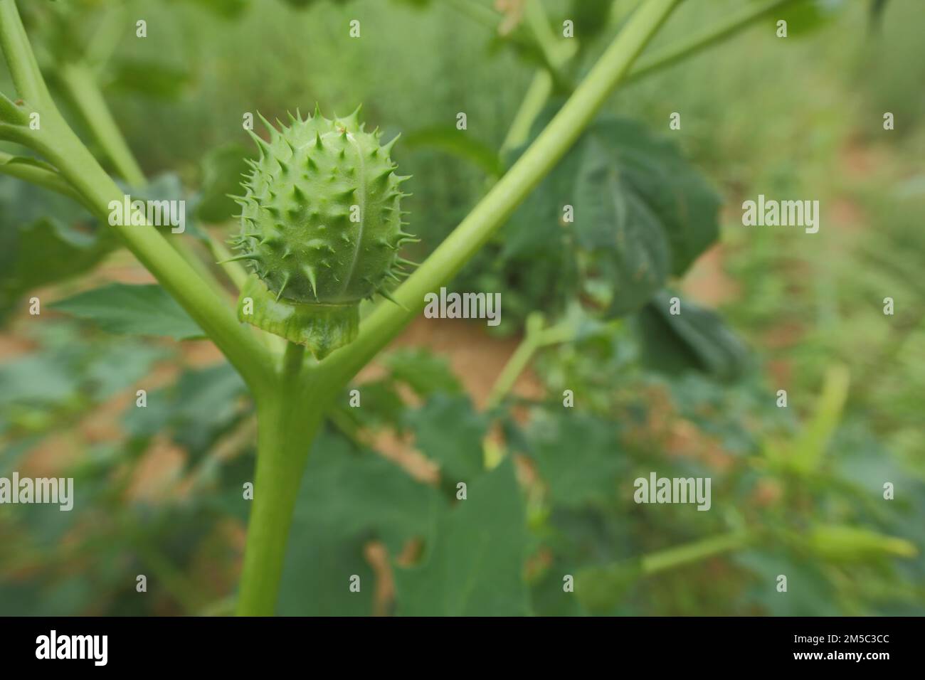 Common jimson weed (Datura stramonium), White, Common, Nature, Fruit ...