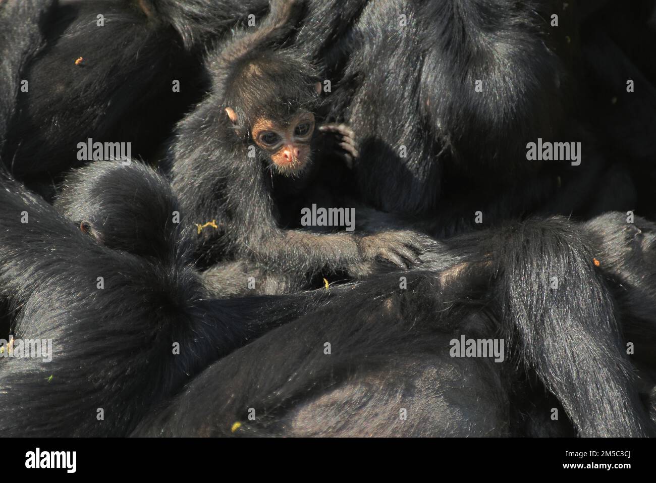 Columbia colombian spider monkeys (Ateles fusciceps robustus), Ateles ...