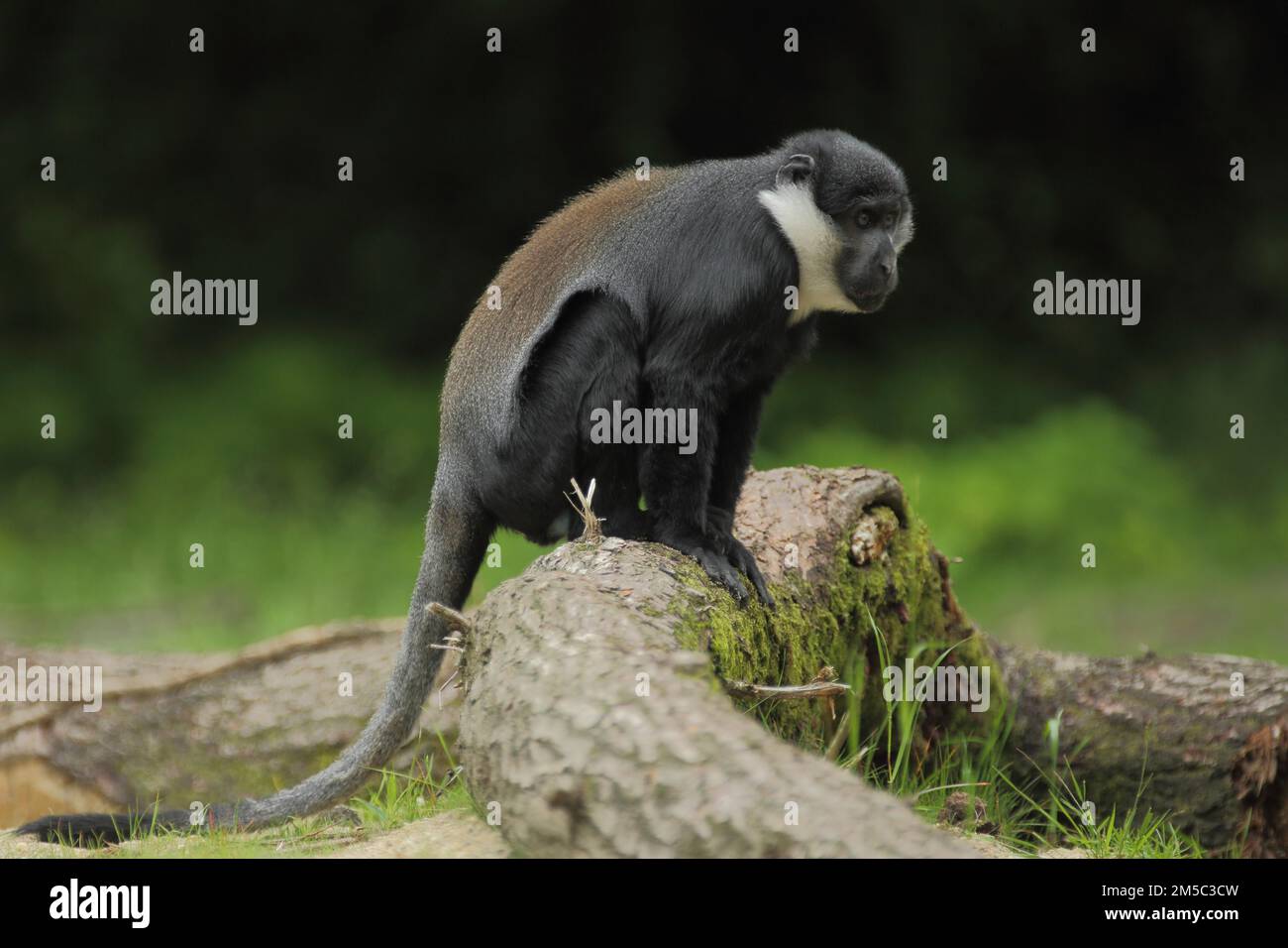 Catarrhine monkey hi-res stock photography and images - Alamy