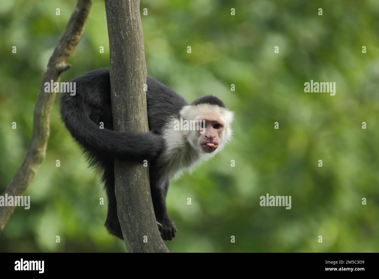 Capuchin Monkey Adult