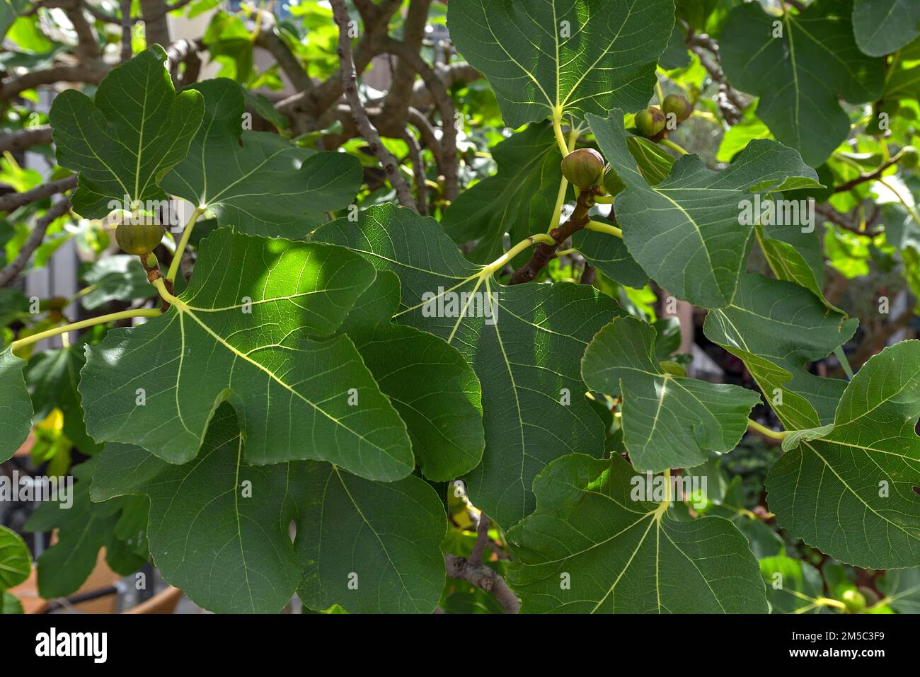 Real common fig (Ficus carica) with fruits, Bavaria, Germany Stock ...