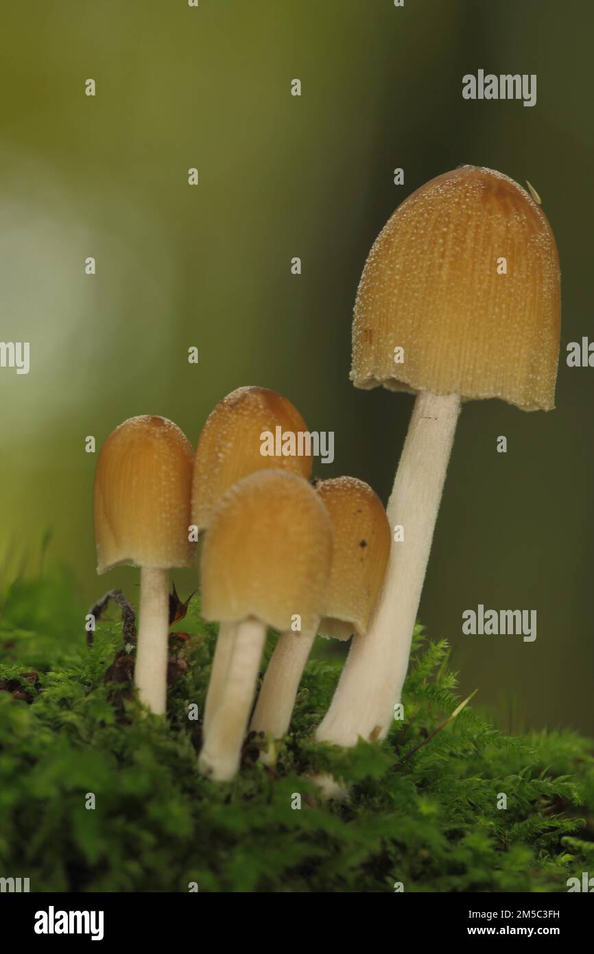 Sugared Tintling (Coprinus saccharinus), Oversugared Tintling, five ...