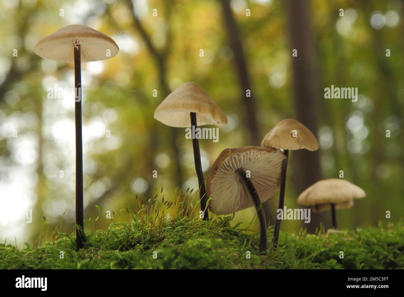 Long-stemmed garlic swallow, Stringy-stemmed garlic swallow, five ...