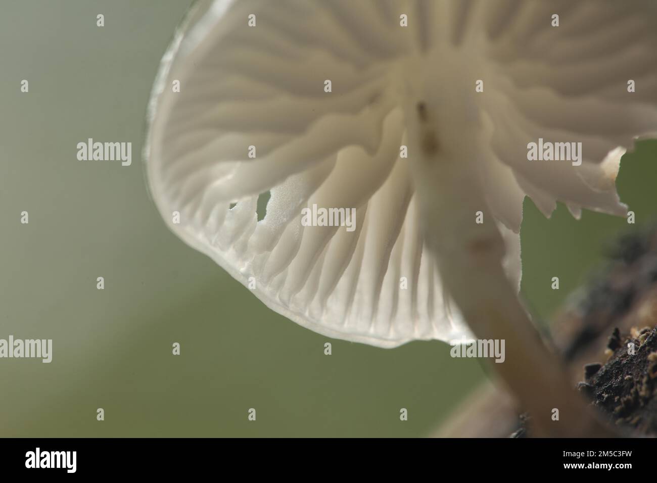 Underside of a mushroom cap with lamellae of a porcelain fungus ...