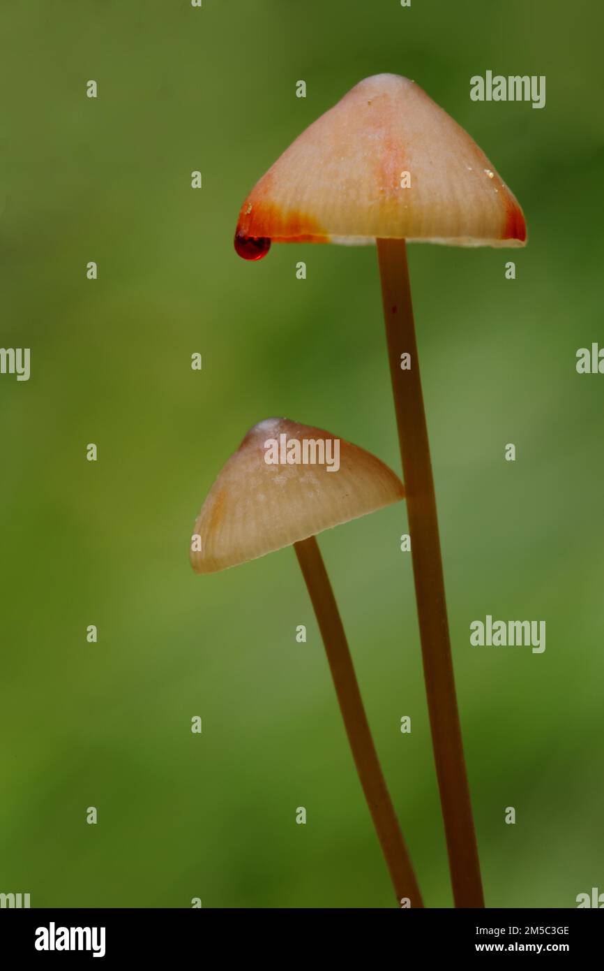 Bleeding fairy helmet (Mycena haematopus) with red blood drop, two ...