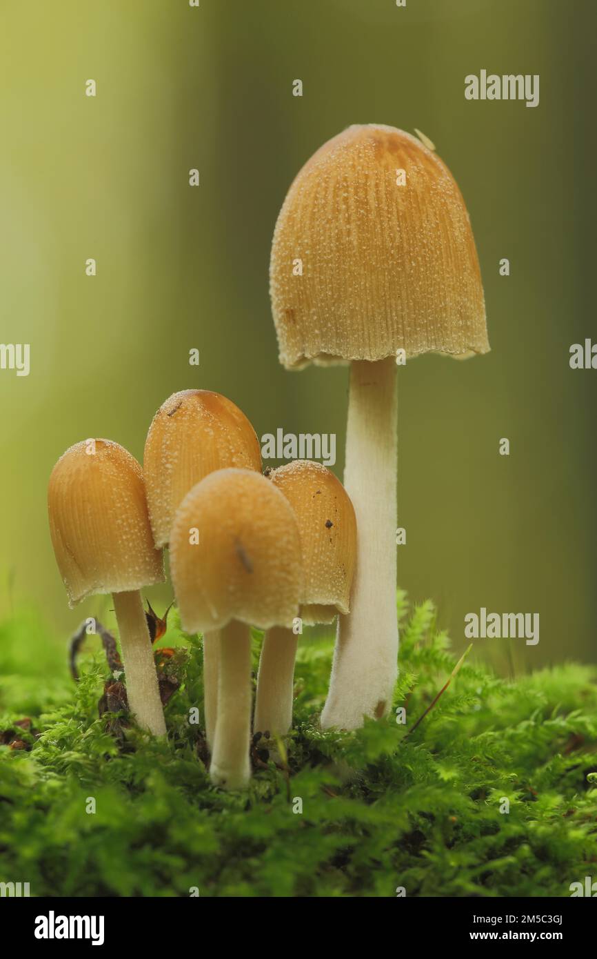 Sugared tintling (Coprinus saccharinus), Oversugared tintling, five ...
