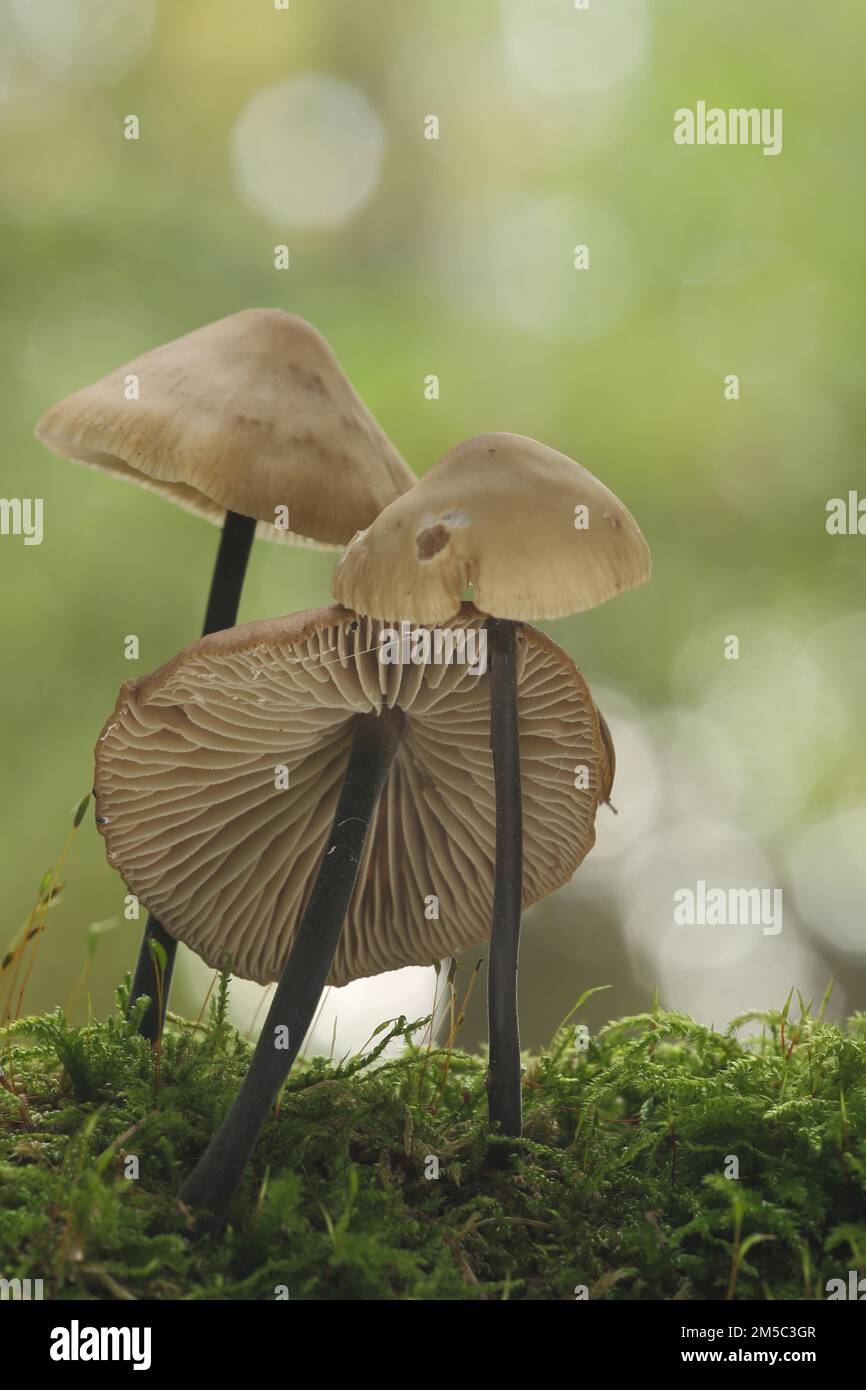 Long-stemmed garlic swallow, Stringy-stemmed garlic swallow, three ...