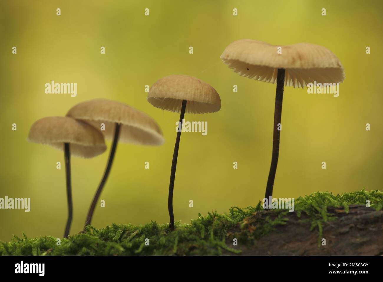 Long-stemmed garlic swallow, four, stem, thin, long, moss, string ...