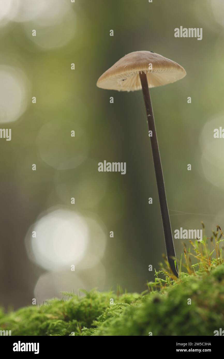 Long-stemmed garlic swallow, Stringy-stemmed garlic swallow, Bokehs ...