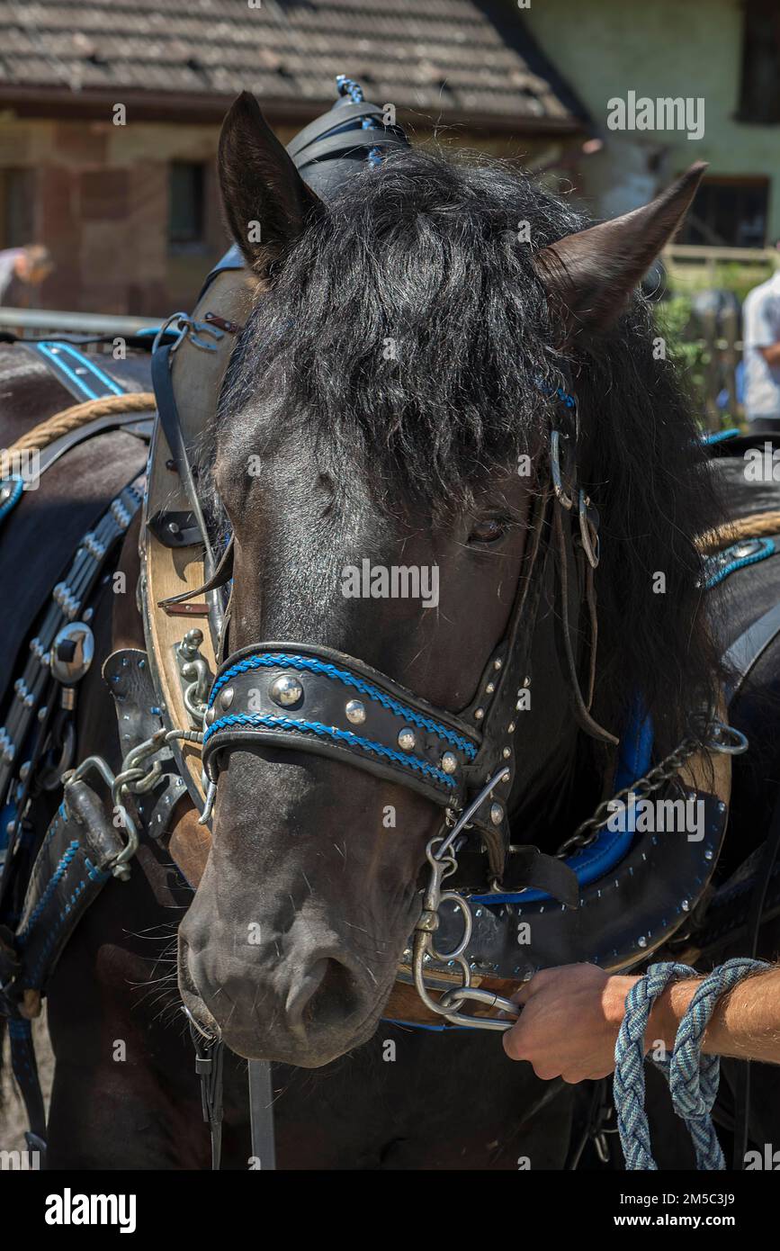 Haltered horse hi-res stock photography and images - Alamy