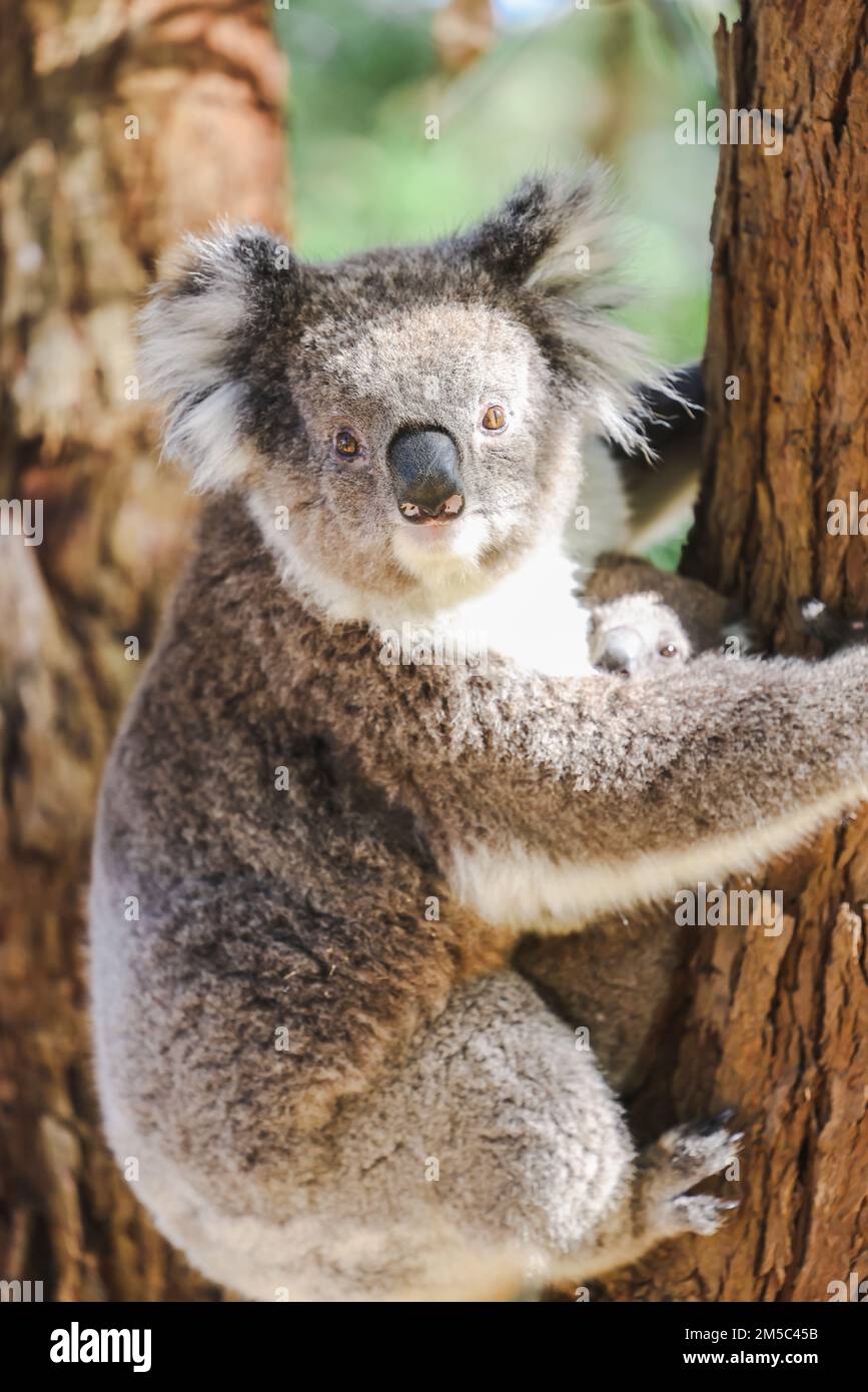 Australian indigenous mother and baby hi-res stock photography and ...