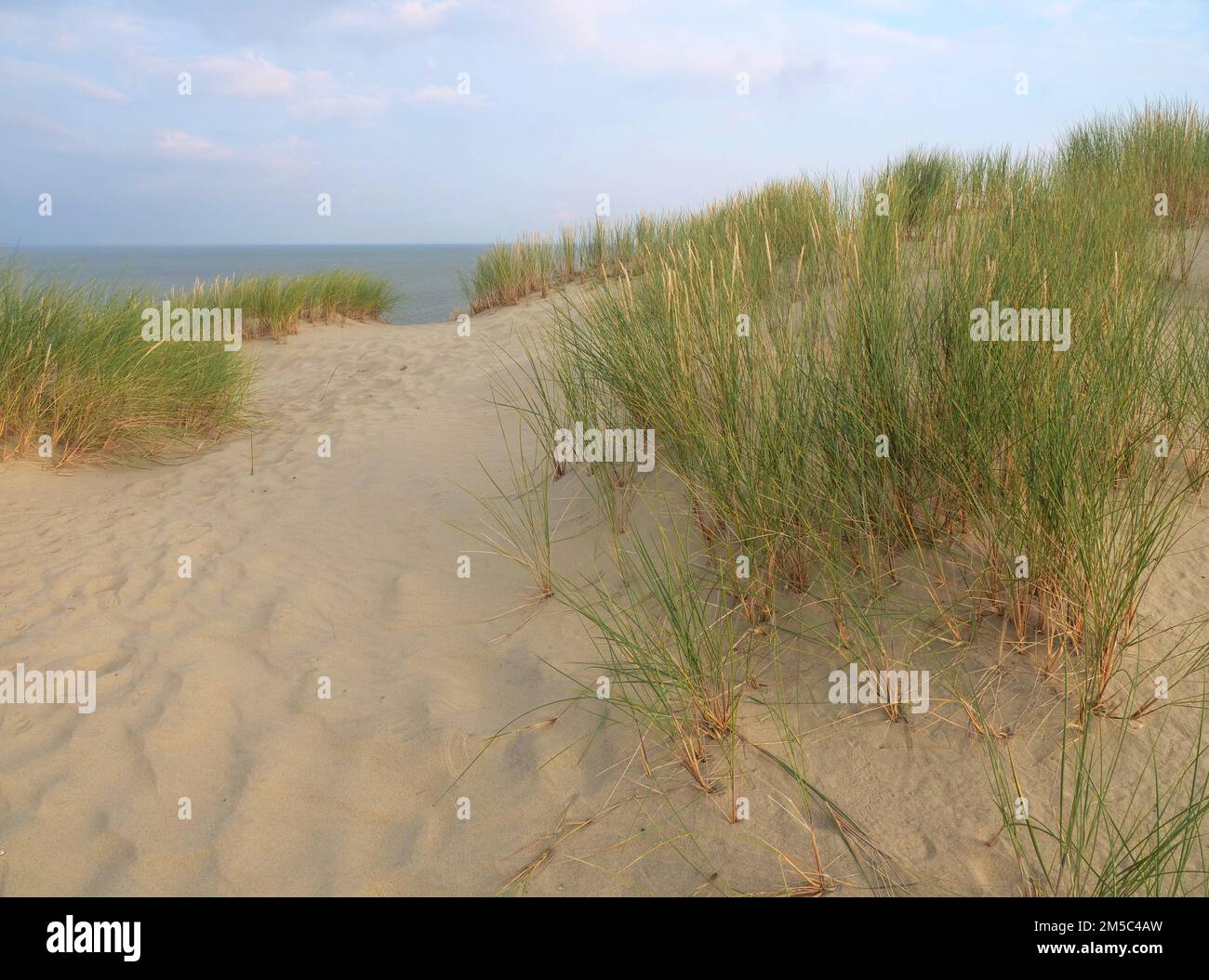 The Parnidis Dune in the Curonian Spit National Park is one of the ...