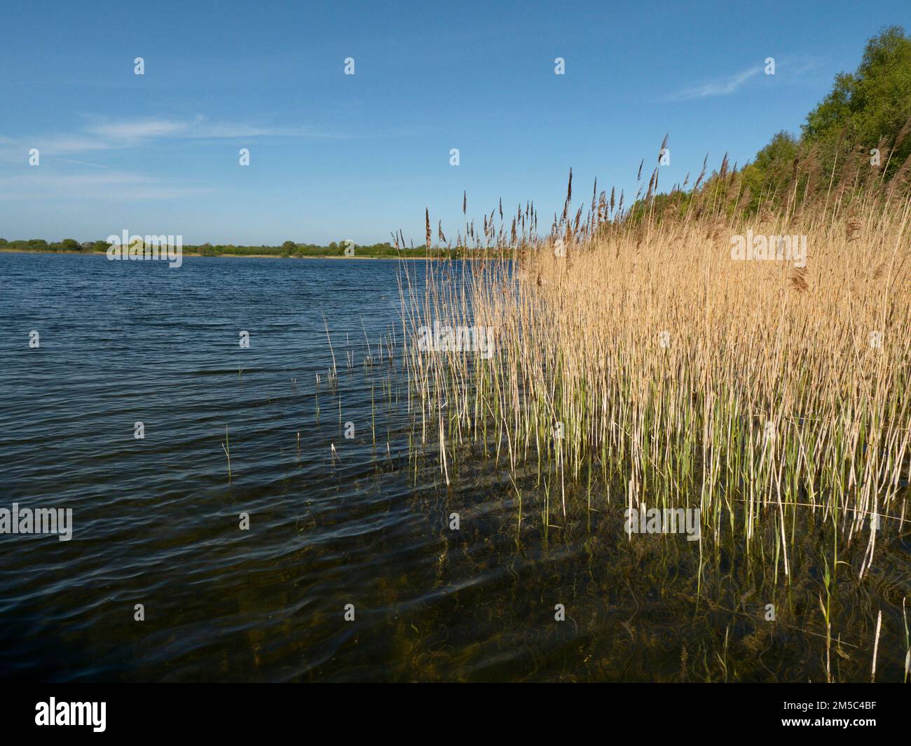 Reed bank at Mechower See in Northwest Mecklenburg in the Schaalsee ...