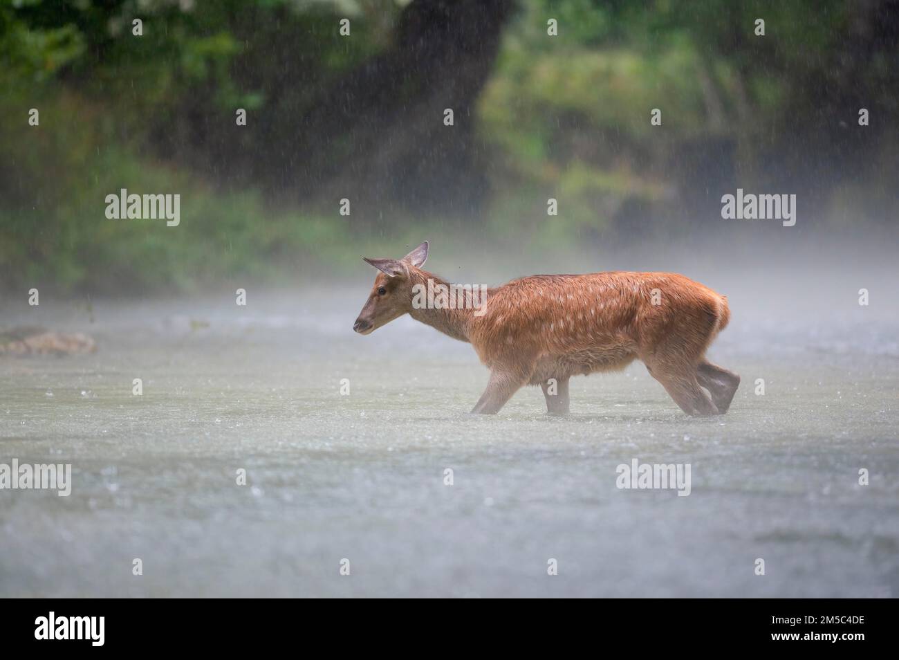 Red deer (Cervus elaphus), stag calf walking through mountain stream in ...
