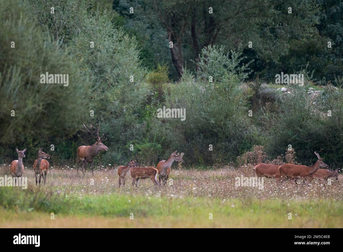 Red deer (Cervus elaphus), red deer herd Red deer in the rut with herd ...