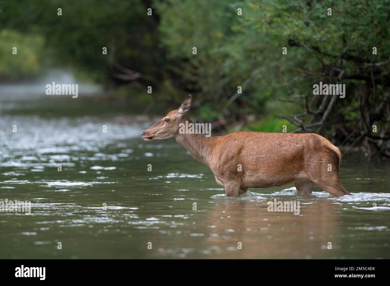Red deer (Cervus elaphus), hind walking through mountain river Stock ...