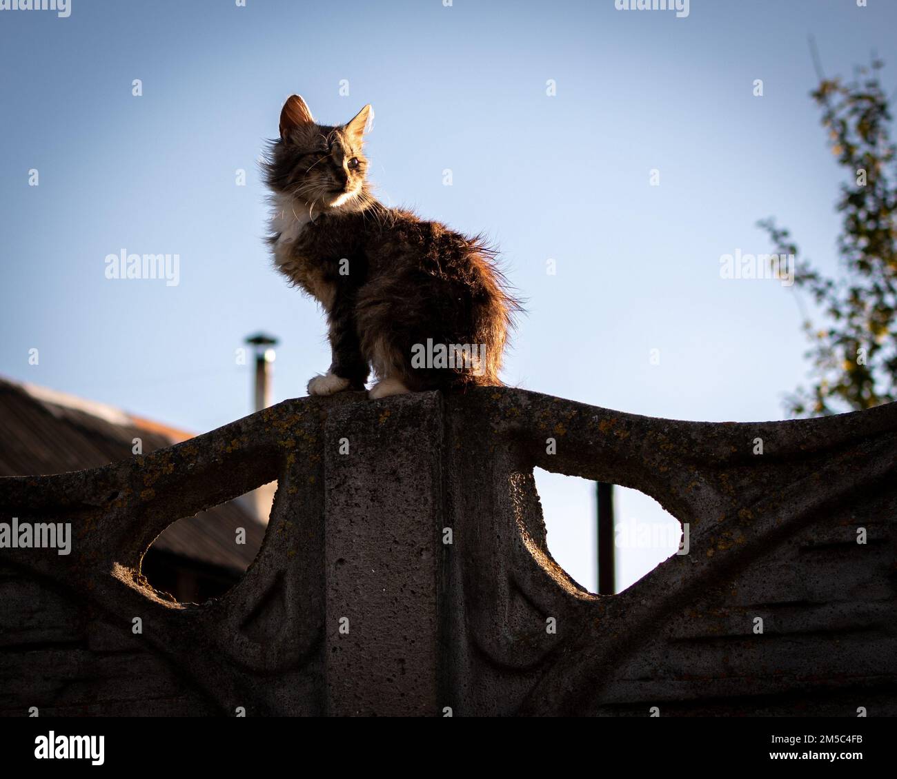 A long-haired Laperm cat sitting on a bridge with a blue sky in the ...