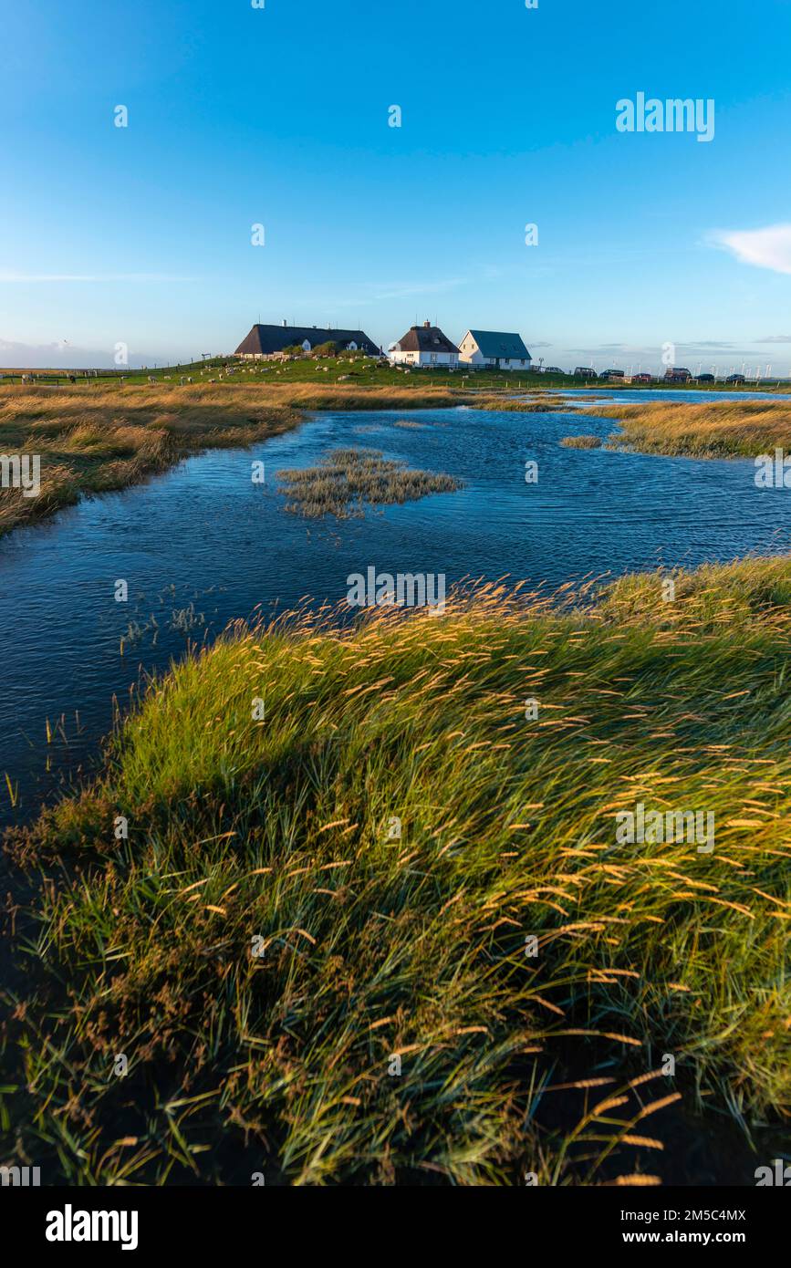 Hamburger Hallig, Reussenkoege, North Frisia, dwelling mound, reed ...