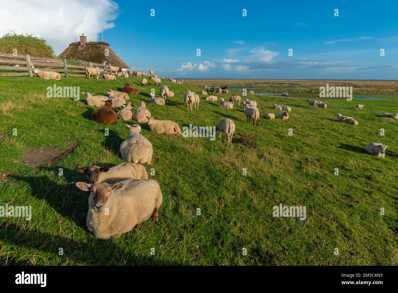 Hamburg Hallig, flock of sheep on the dwelling mound, thatched house ...