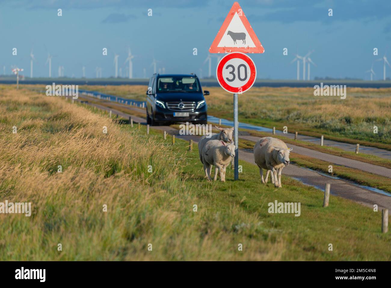 Hamburg Hallig, traffic sign, caution sheep, car, wind turbines in the ...