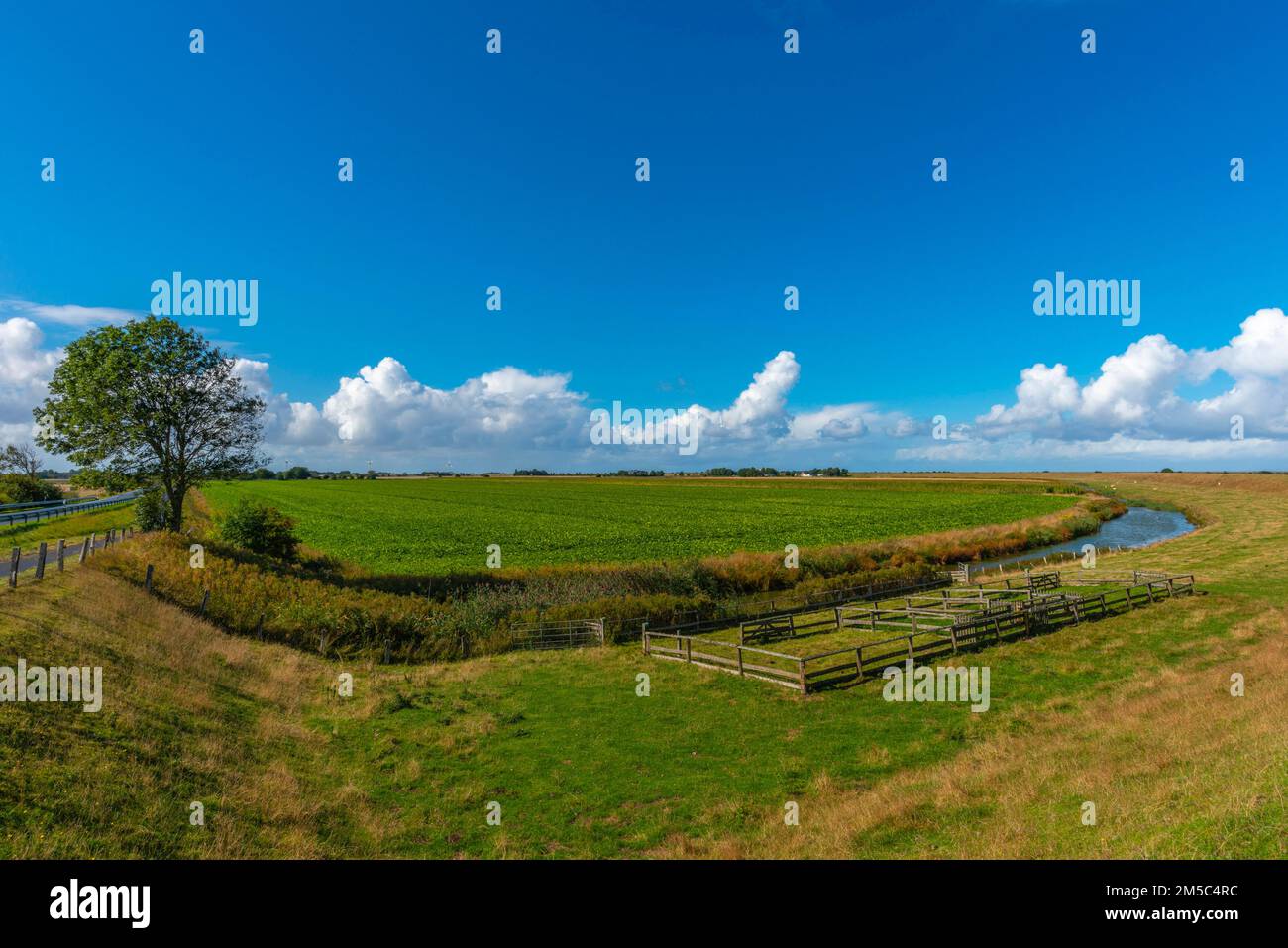 Nordstrand peninsula, agriculture, fields, ditch, inland dike, tree ...