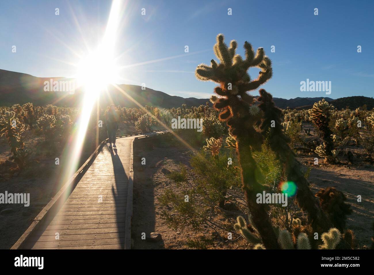 Palm Springs, CA. 25th Dec, 2022. The sunset at cholla cactus gardens ...