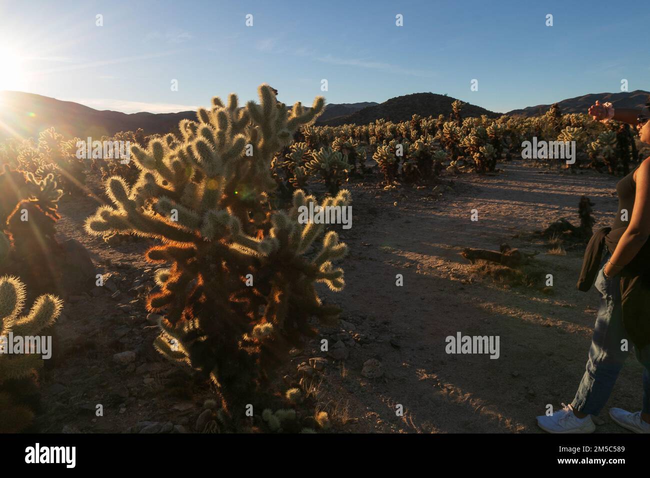 Palm Springs, CA. 25th Dec, 2022. The sunset at cholla cactus gardens ...