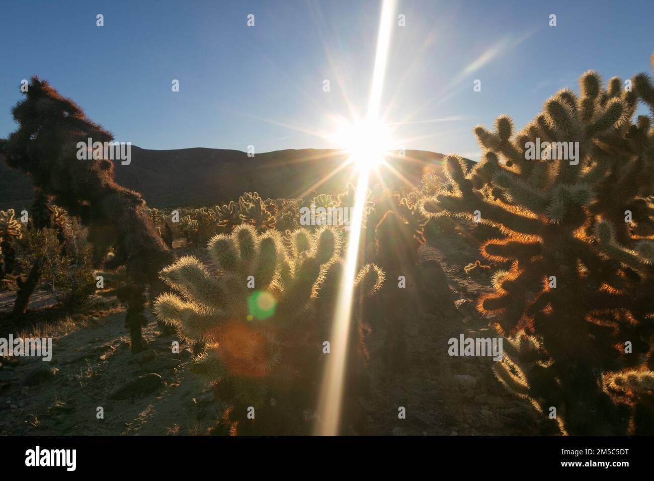 Palm Springs, CA. 25th Dec, 2022. The sunset at cholla cactus gardens ...