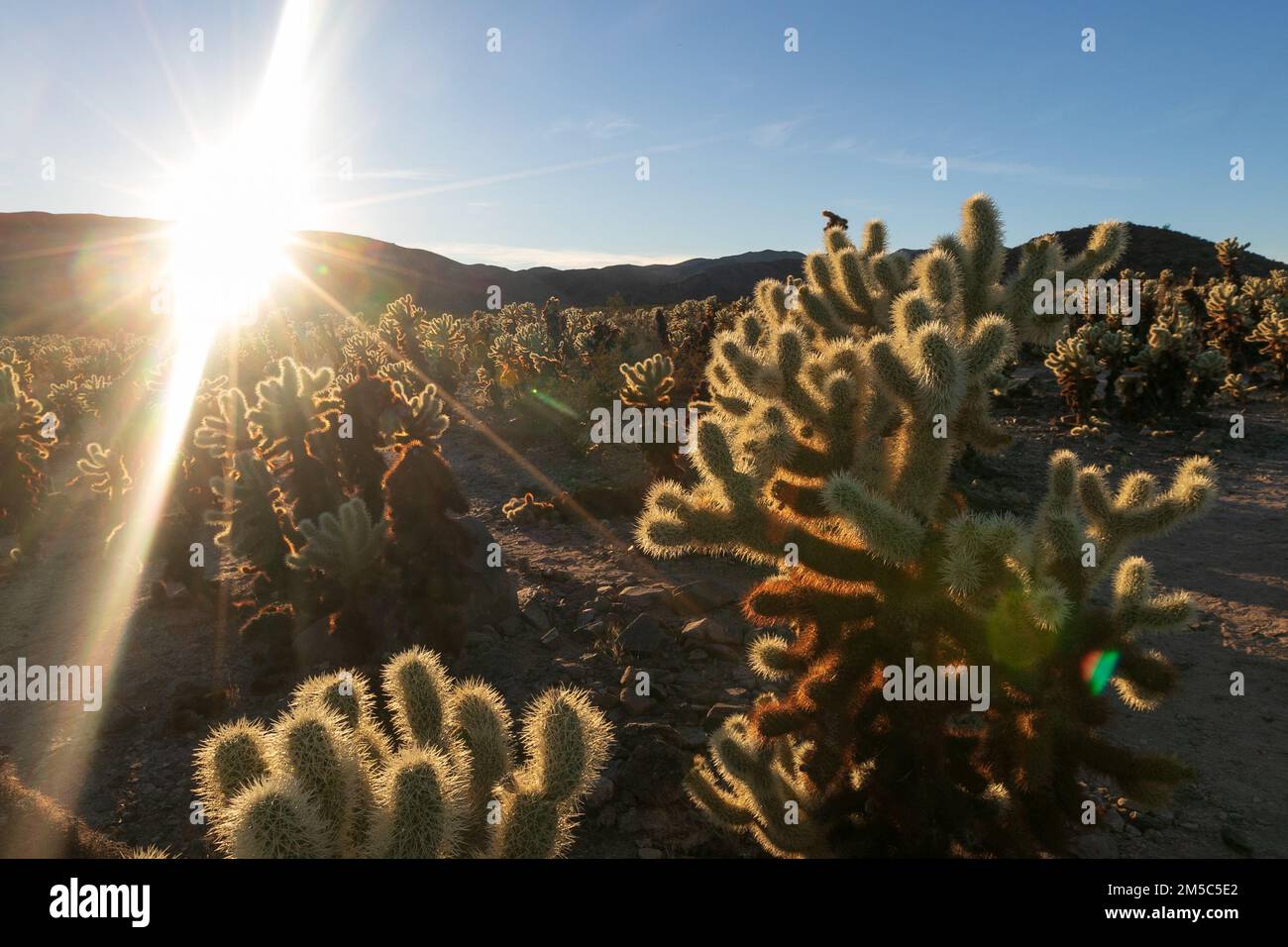 Palm Springs, CA. 25th Dec, 2022. The sunset at cholla cactus gardens ...