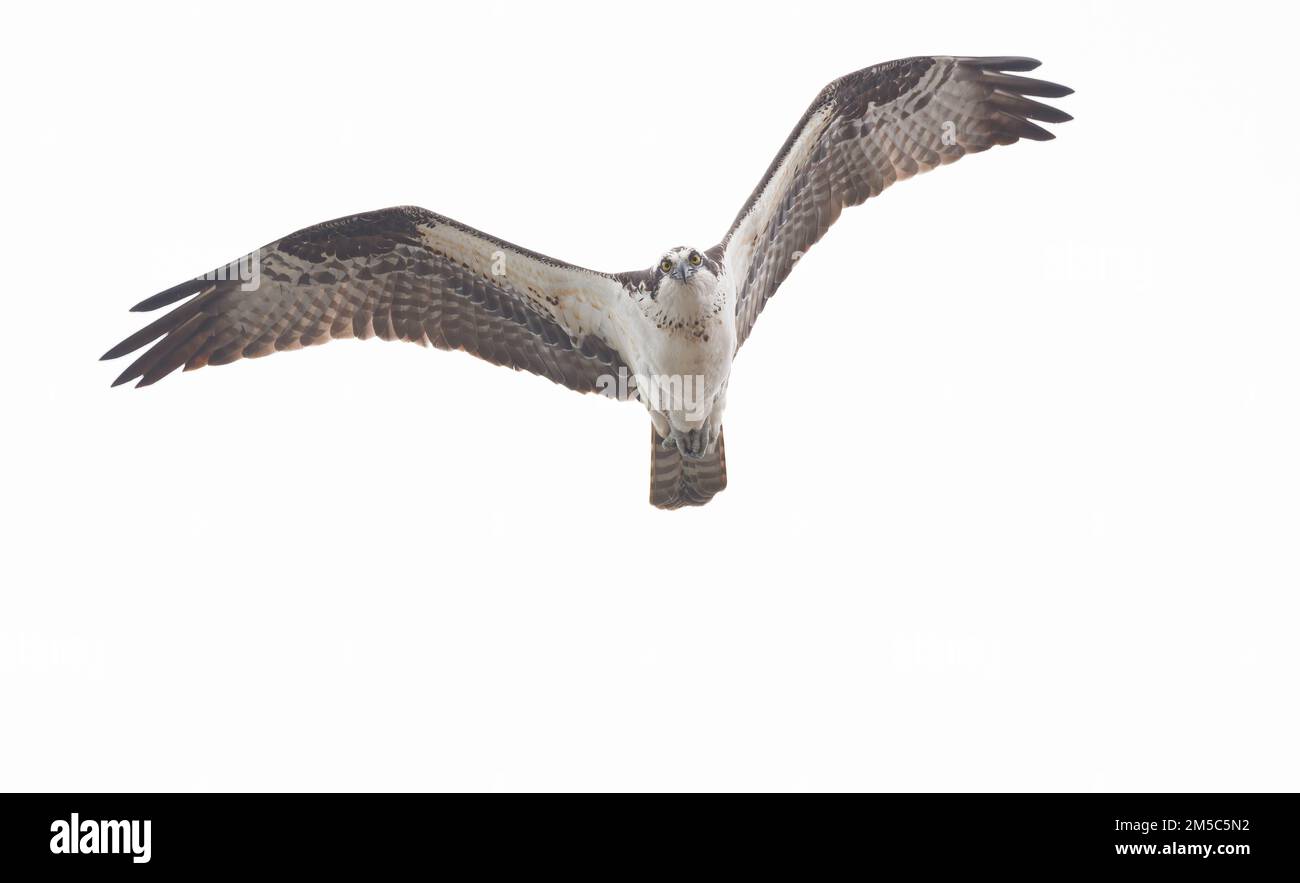 Osprey flying overhead hi-res stock photography and images - Alamy