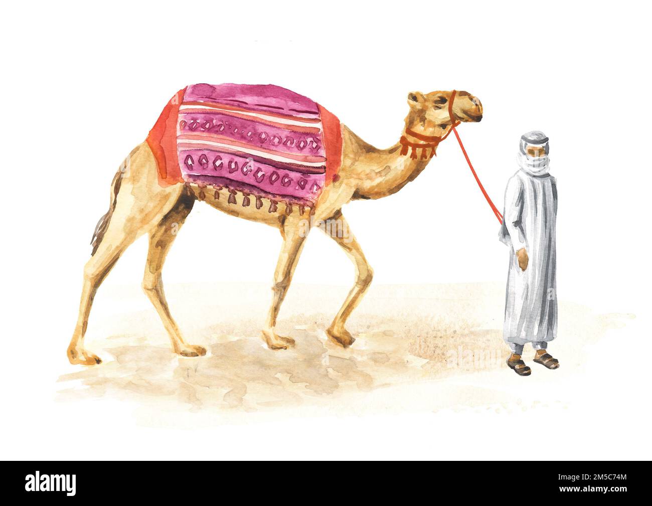 Camel in the desert, with a Bedouin driver. Hand drawn watercolor ...