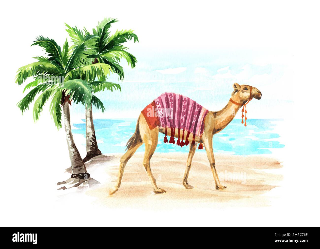 Camel on the seaside, Hand drawn watercolor illustration isolated on ...