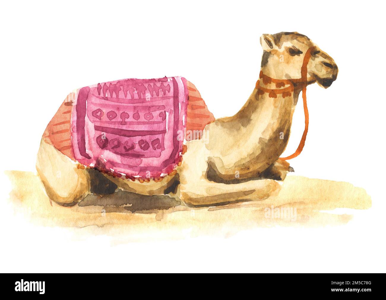 Camel resting lying on the sand. Hand drawn watercolor illustration ...