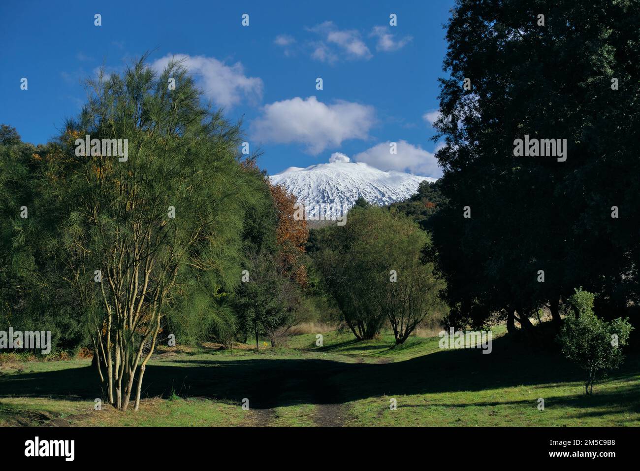 path through broom trees and Mount Etna in Sicily, Etna Park, Italy ...