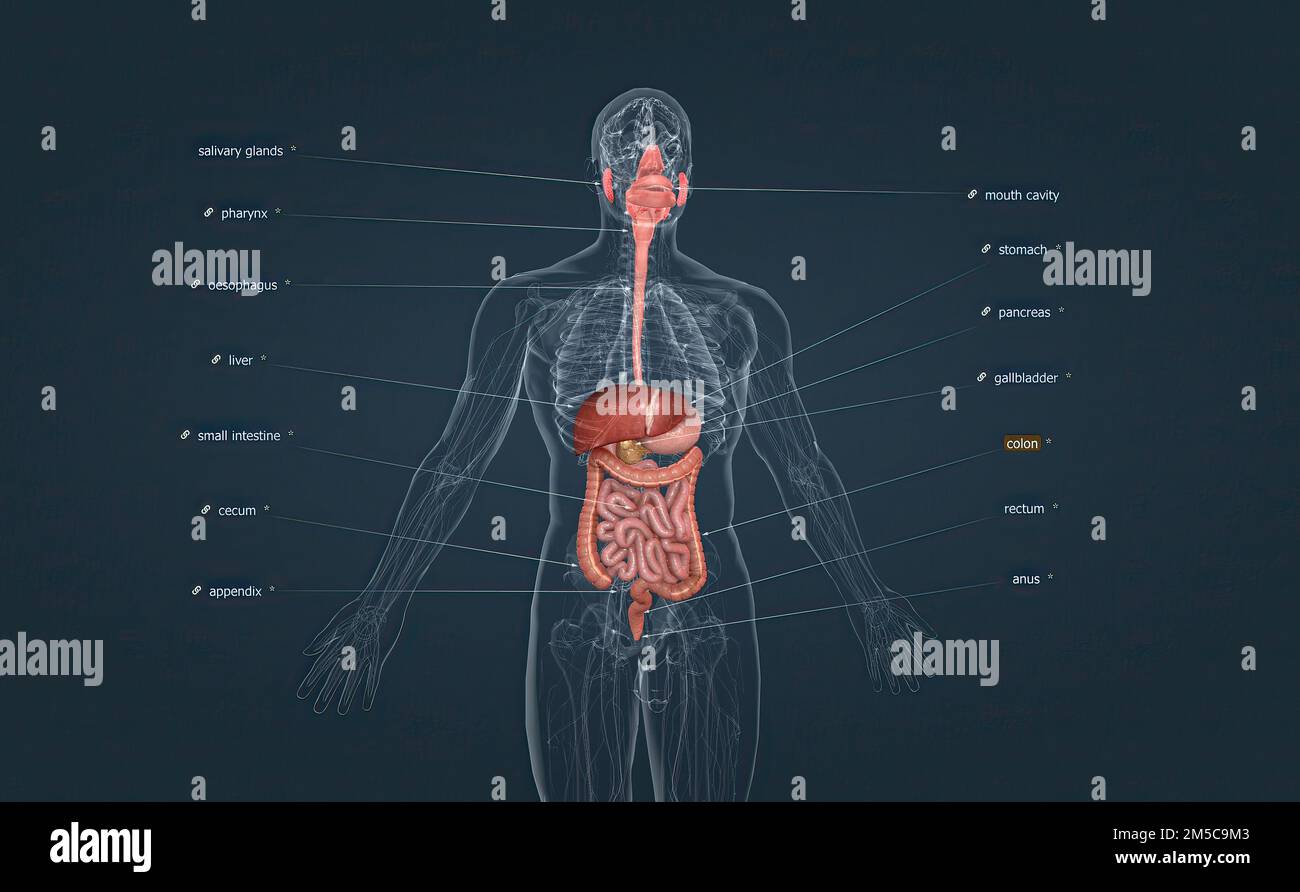 Gi tract hi-res stock photography and images - Alamy