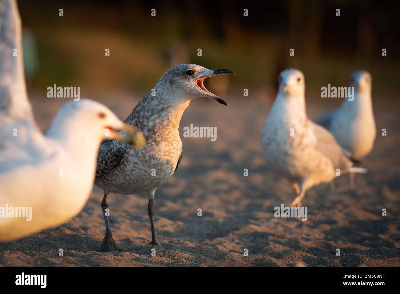 A shallow focus of a screaming seagull near another birds Stock Photo - Alamy